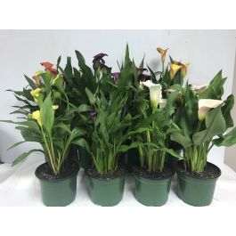 Calla Lily - Assortment